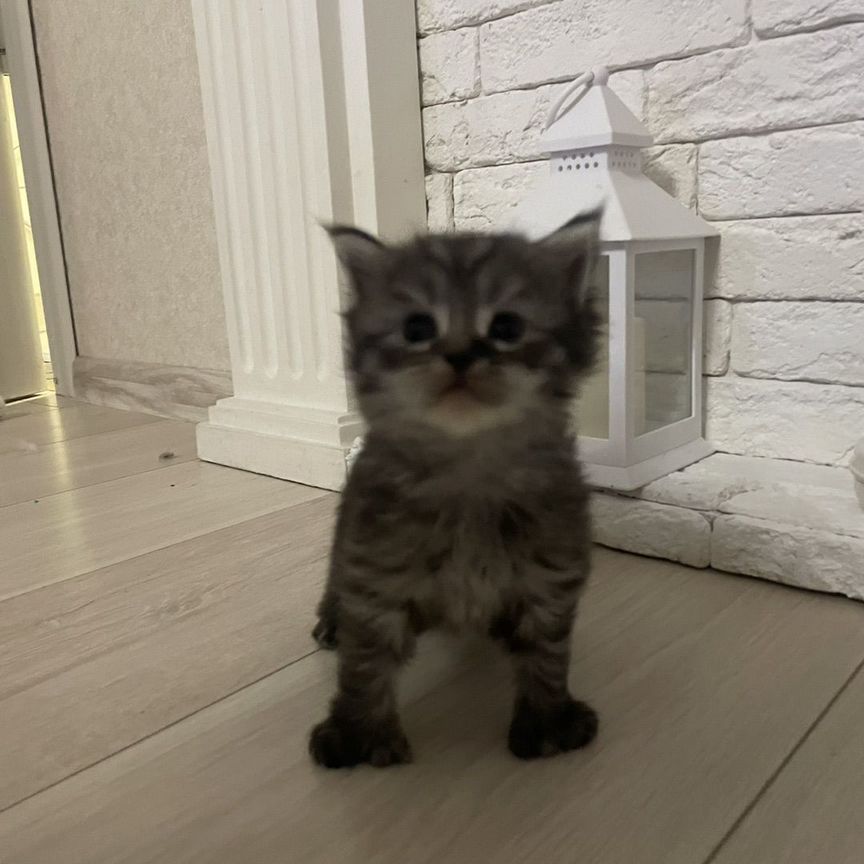 Мейн-кун кошечка поли