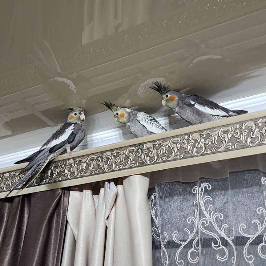 Попугай корелла птенец