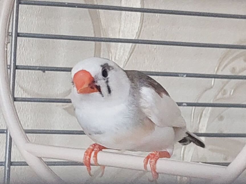 Необычная красавица амадинка