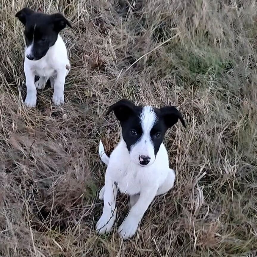 Щенки 1,5 месяца