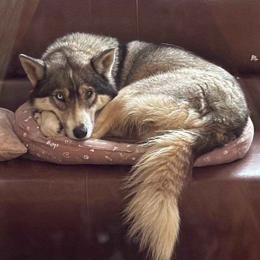 Собака для души Хася