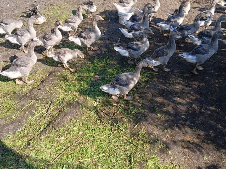 Гусята серые крупные