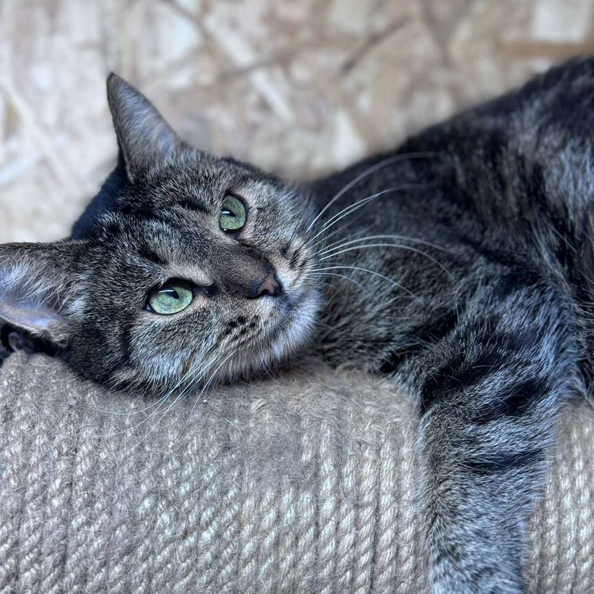 Кошечка Сия. Сияние нежности и любви. Приют