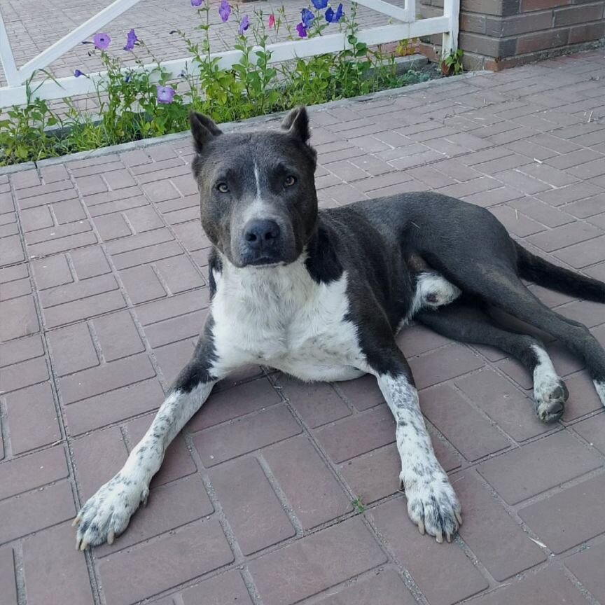 Собака в добрые руки