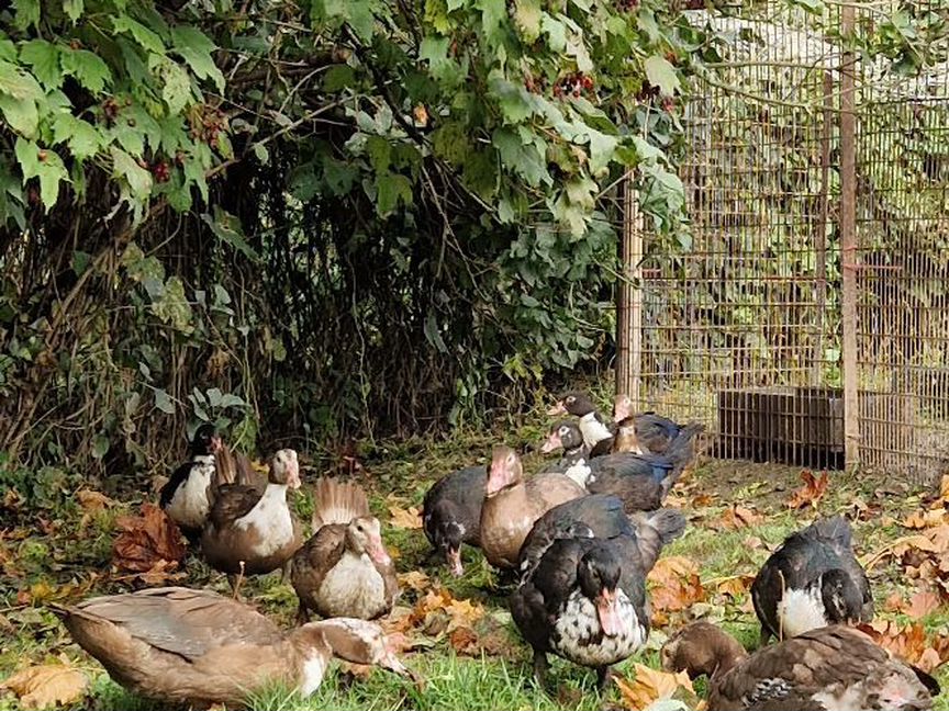 Мускусные утята индоутки подрощенные