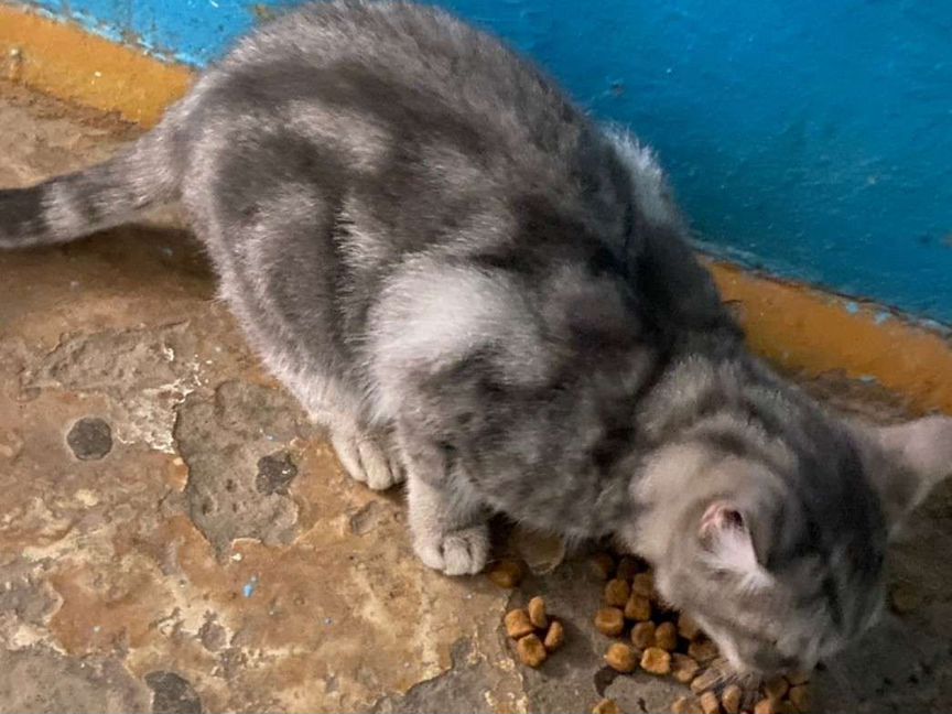 Кошка