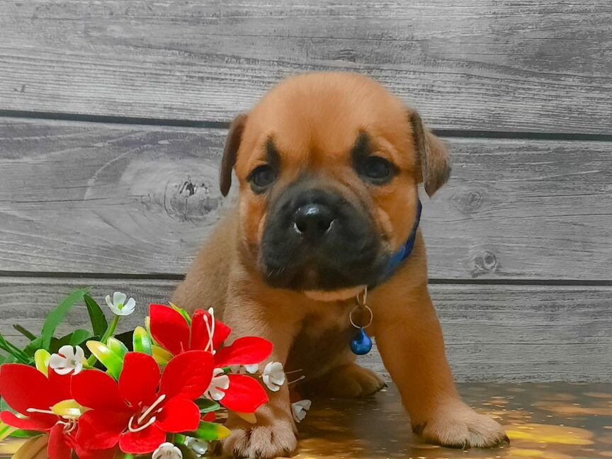 Мальчик Ка Де Бо, майорский мастиф