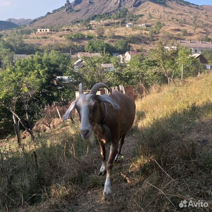 Корова дойная