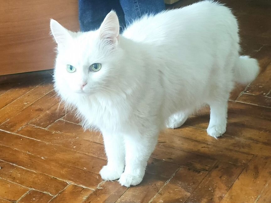 Кот приглашает кошку для вязки