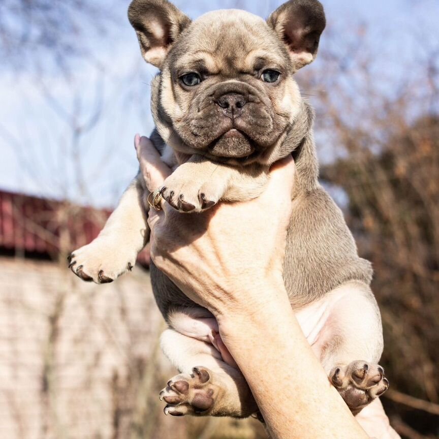 Французский бульдог
