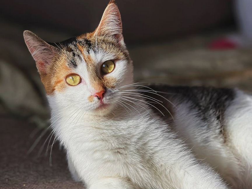 Кошечка Богатка