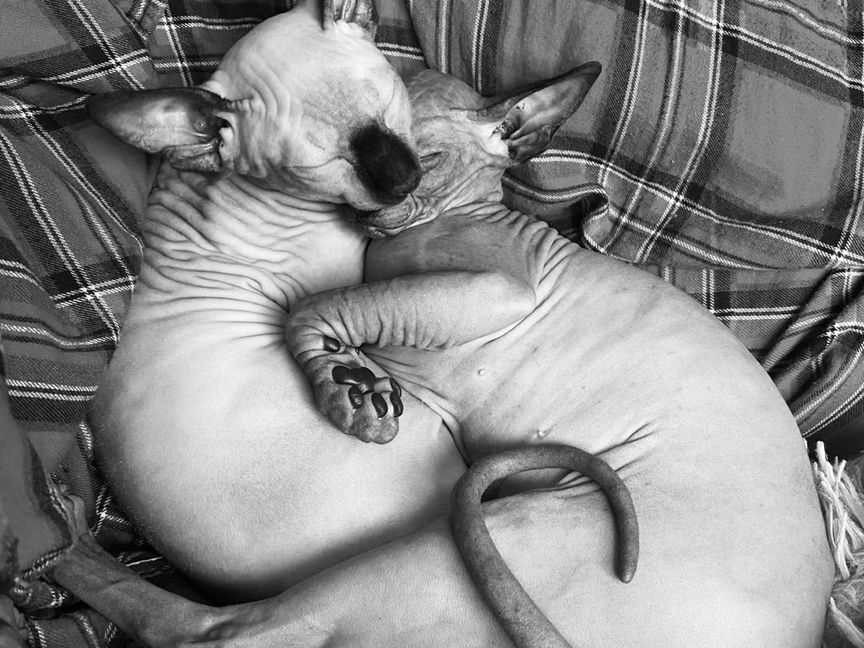 Отдам в добрые руки котят(девочки)