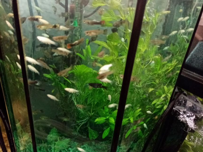 Аквариумные рыбки