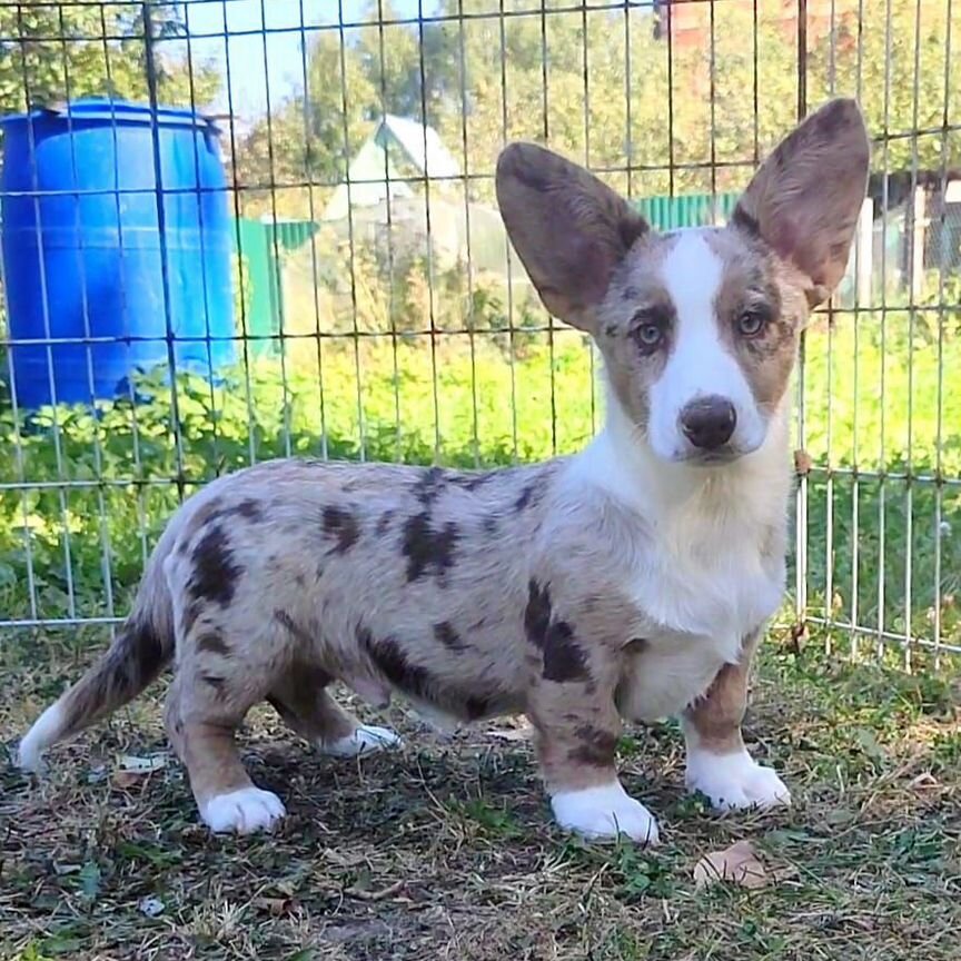 Шоколадно мраморный пацан корги