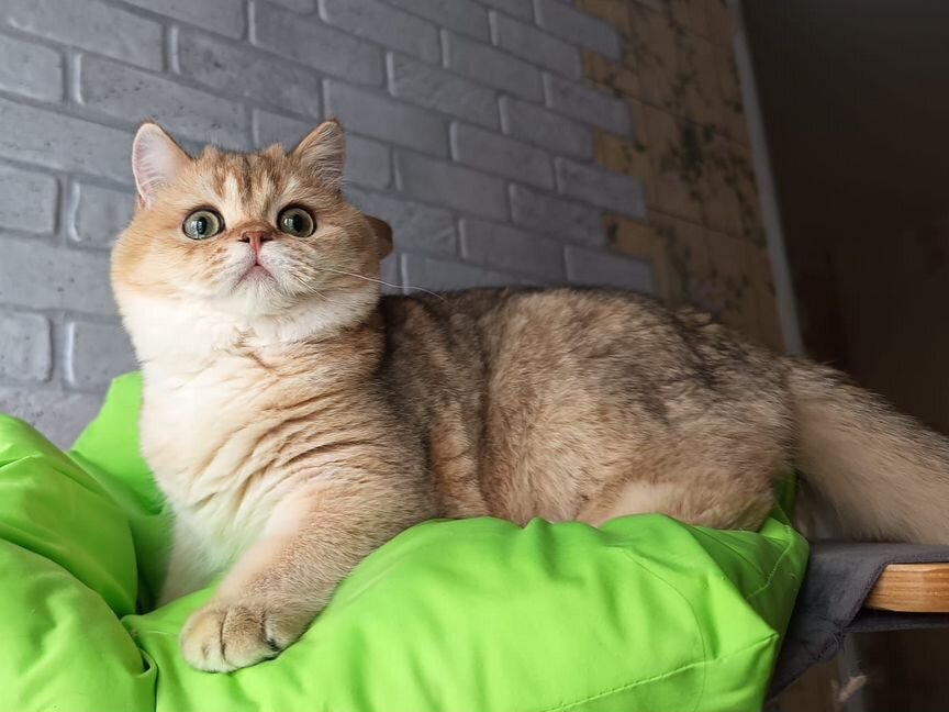Уютный британский котик