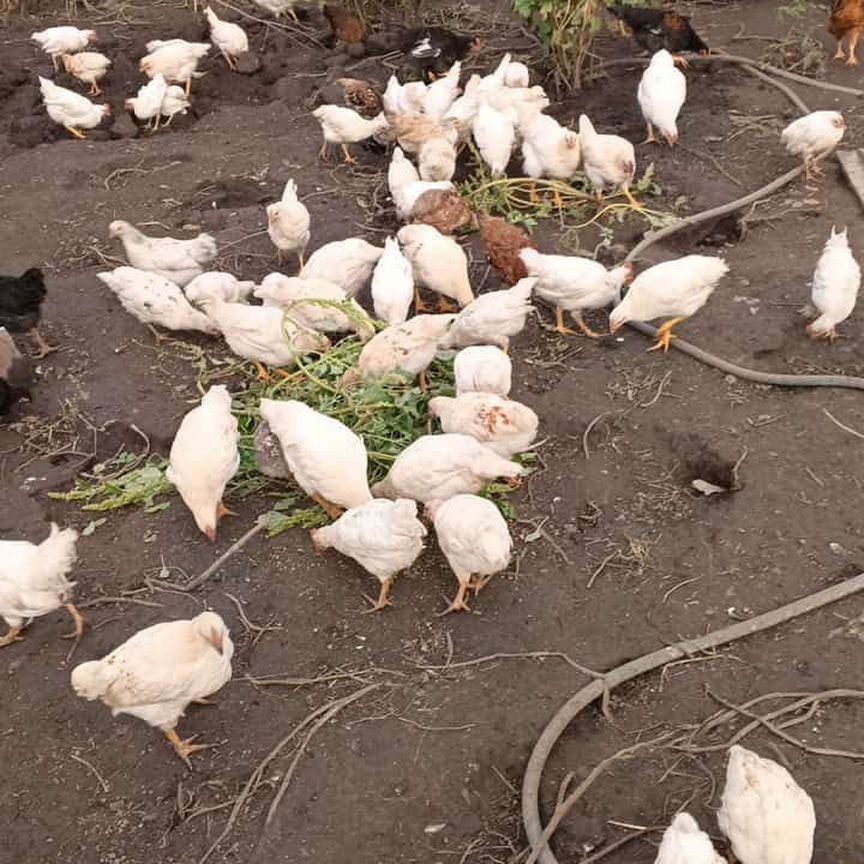 Куры молодки