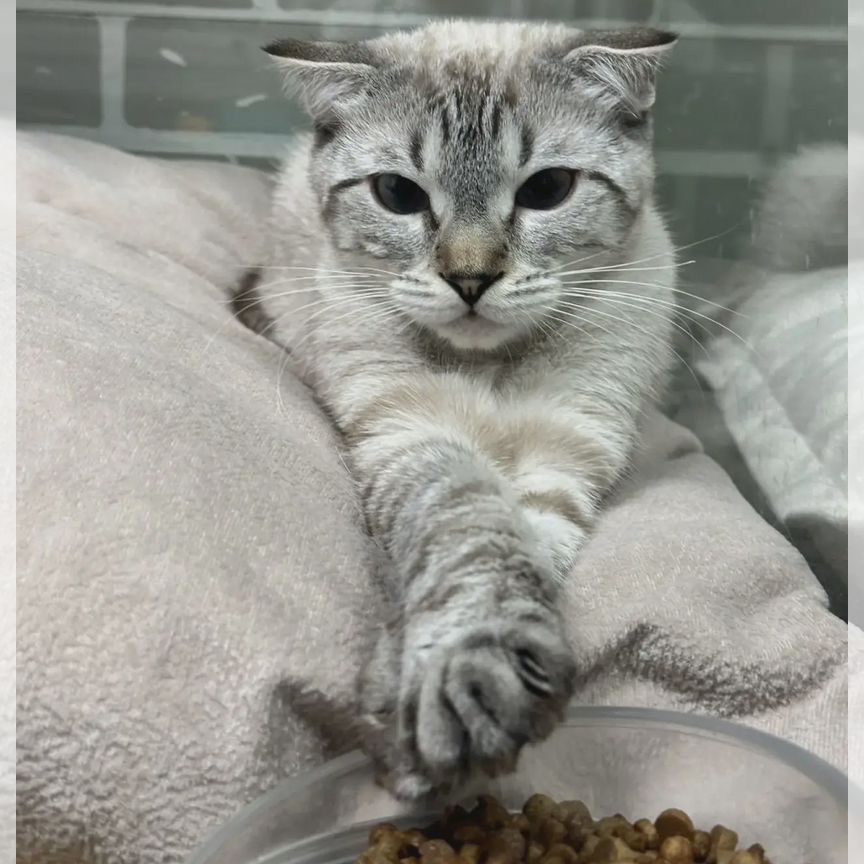 Взрослая, кошка в добрые руки