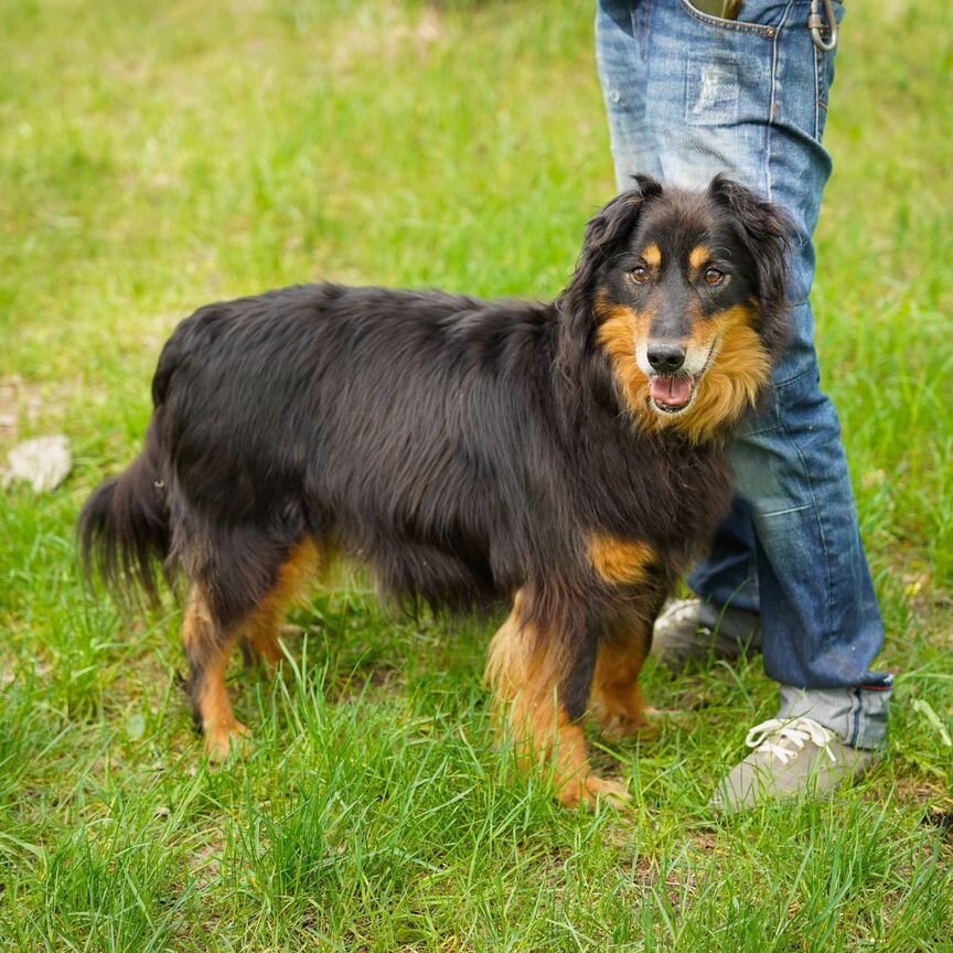 Собака в добрые руки