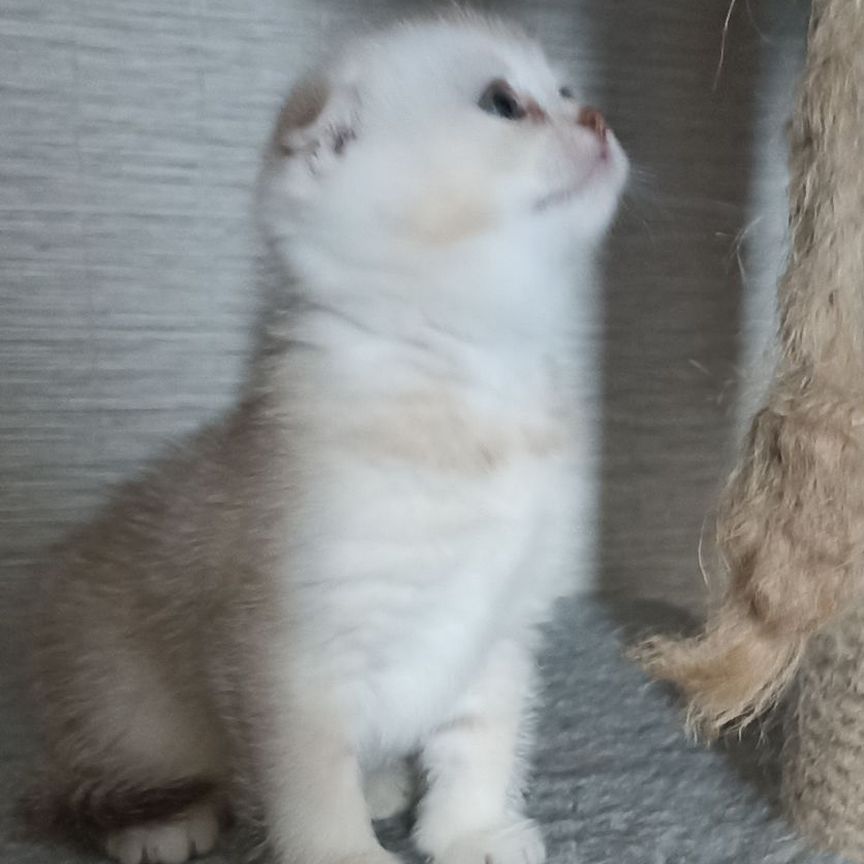 Шотландские вислоухие котята шиншилла