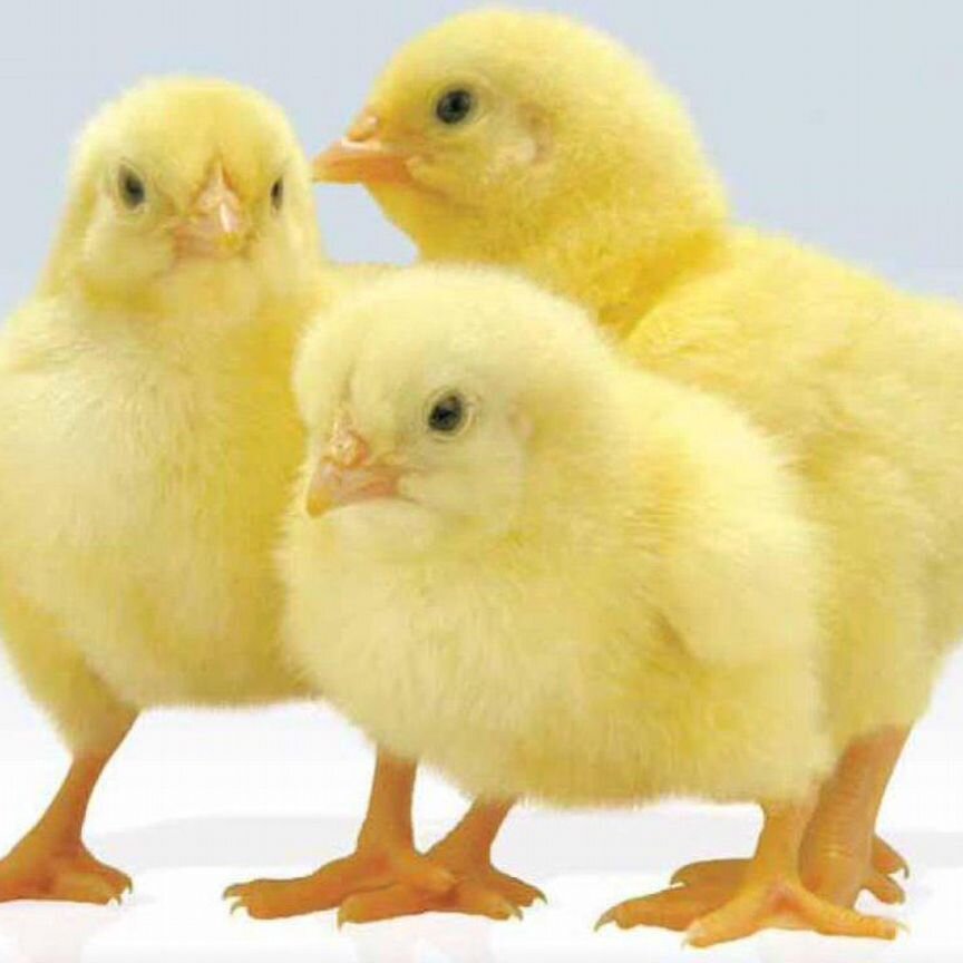 Цыплята бройлеры