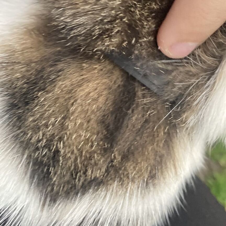 Нашли кота Лысково