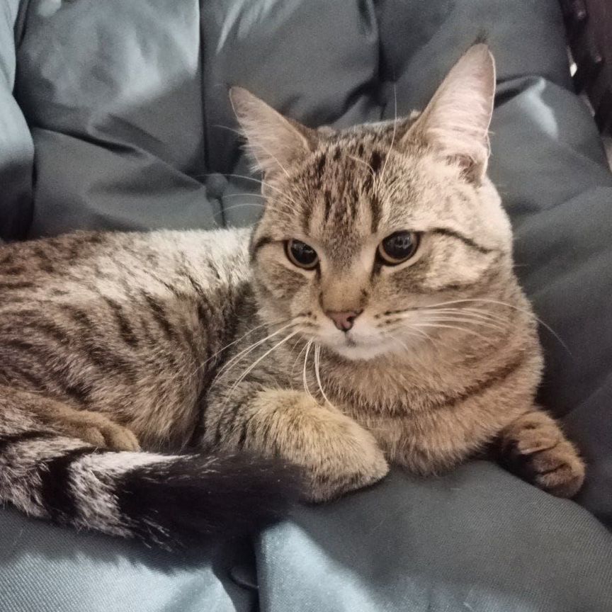 Кот в добрые руки