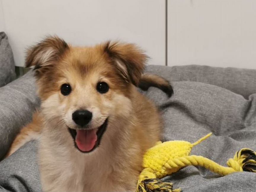 Фунтик ищет дом