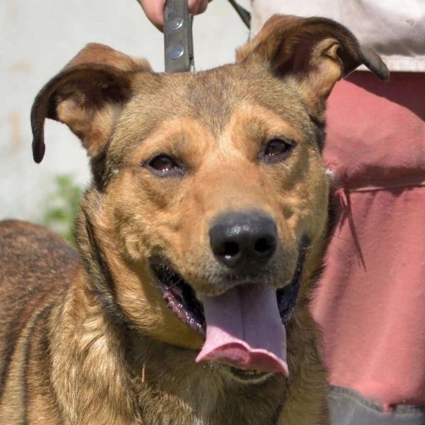 Отличный пёс в дар