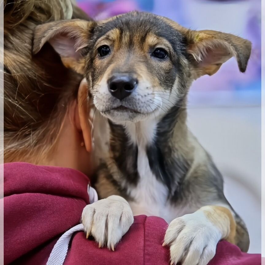 Щенок в добрые руки