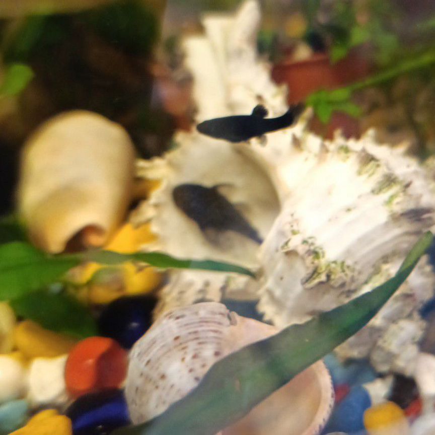 Аквариумные рыбки