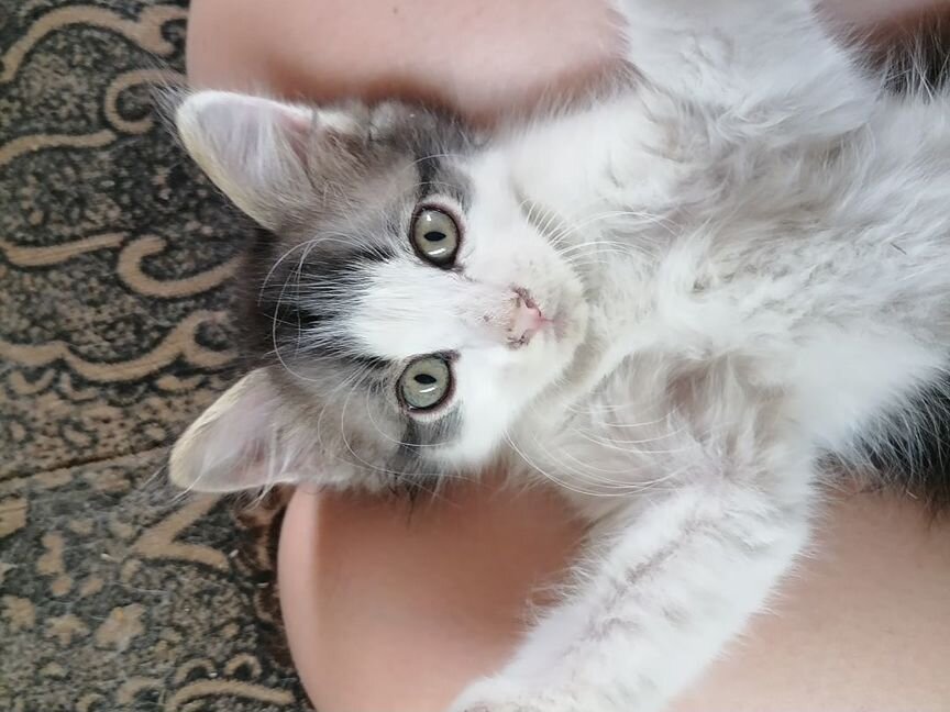 Шкет