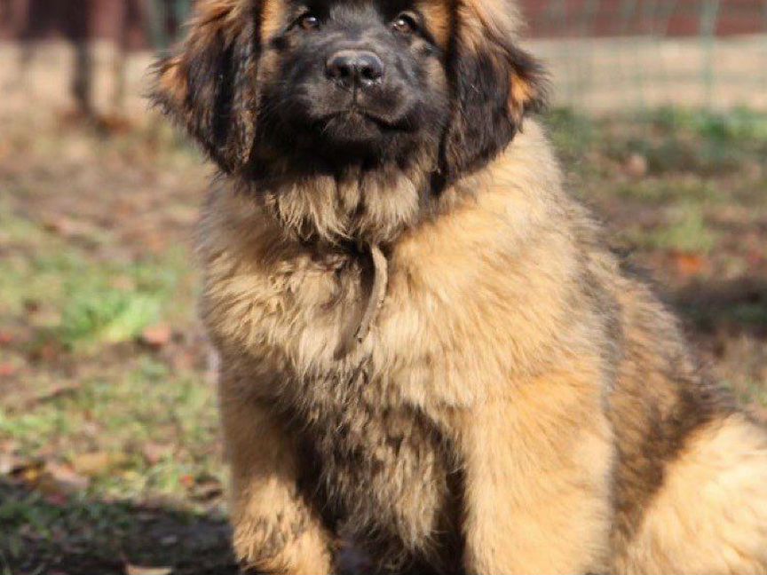 Щенки породы леонбергер