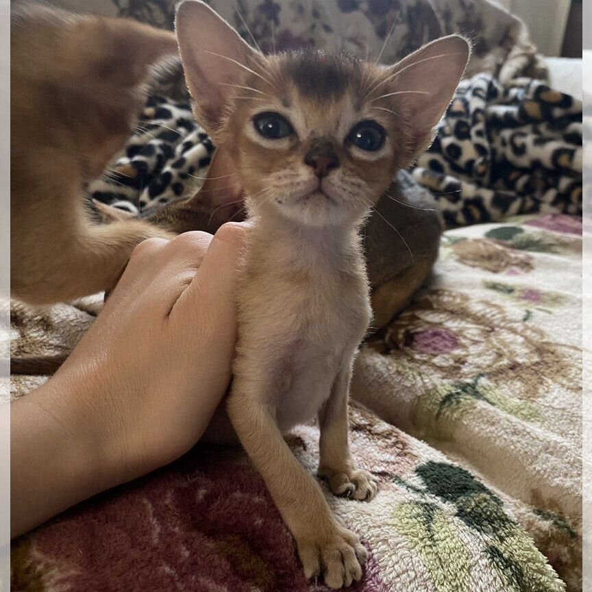 Абиссинский котёнок