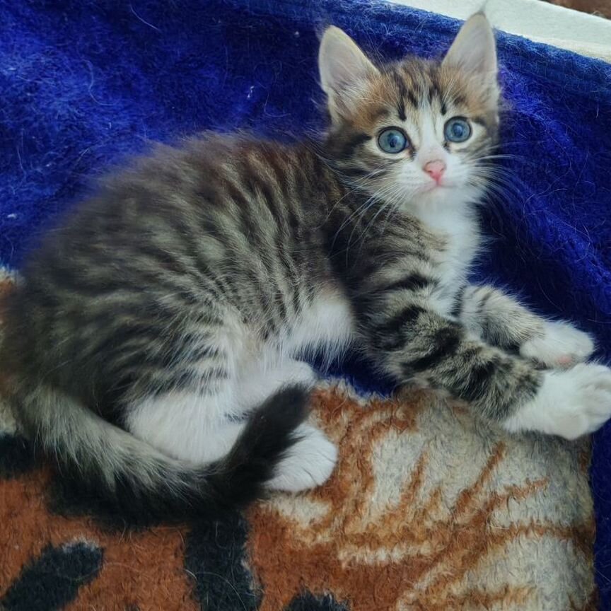 Котёнок в добрые руки