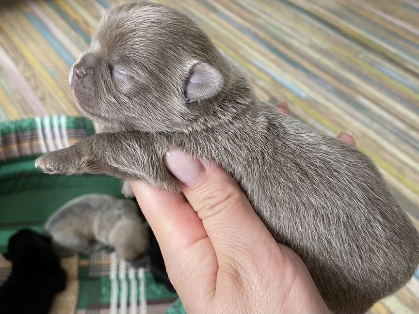 Щенки чихуахуа