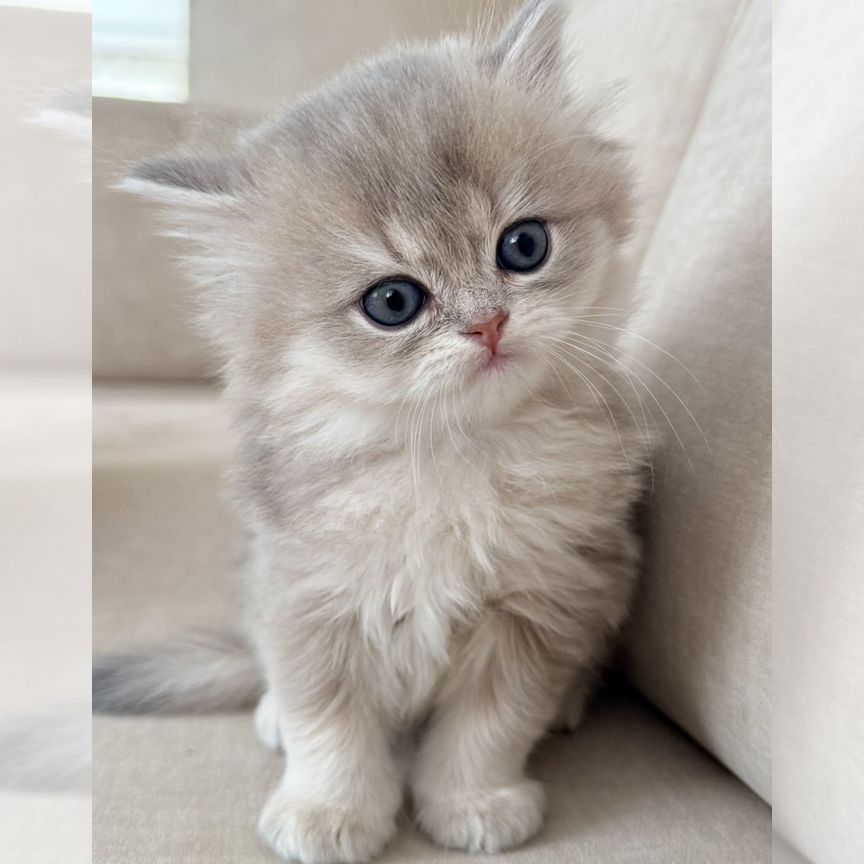 Шотландский прямоухий длинношёрстный котёнок