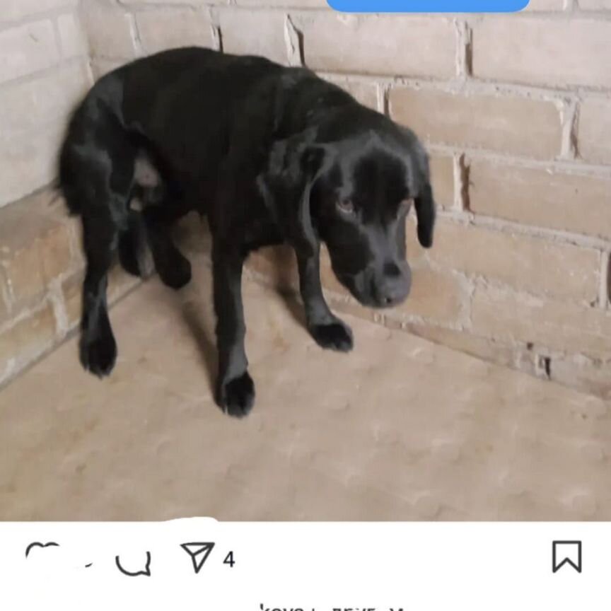 В добрые руки