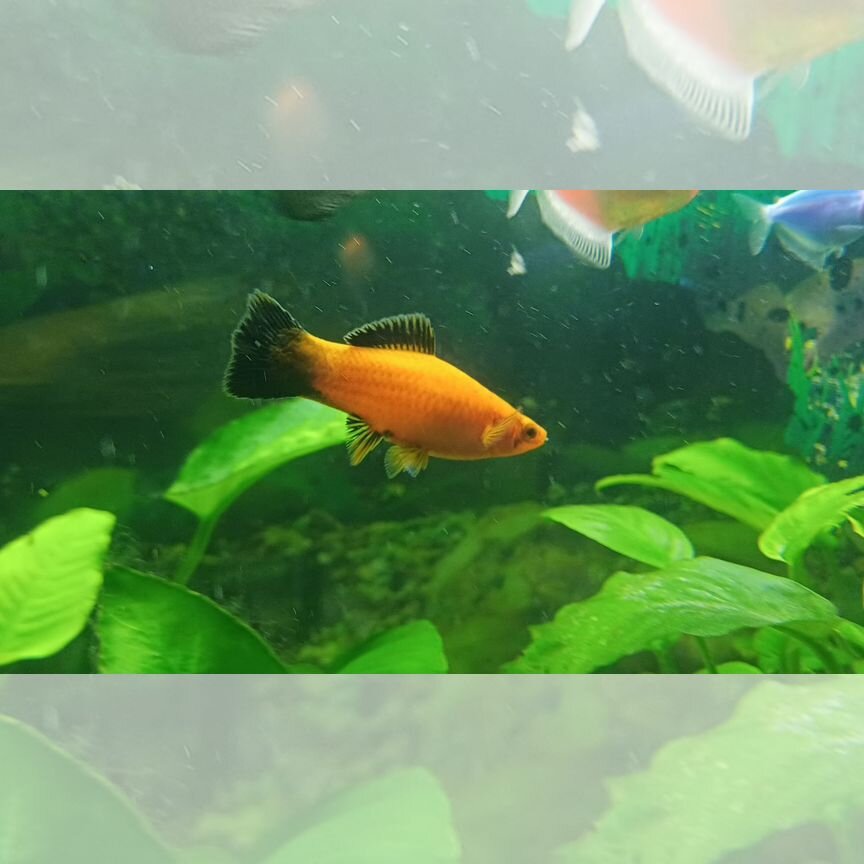 Продам малька меченосец рубин