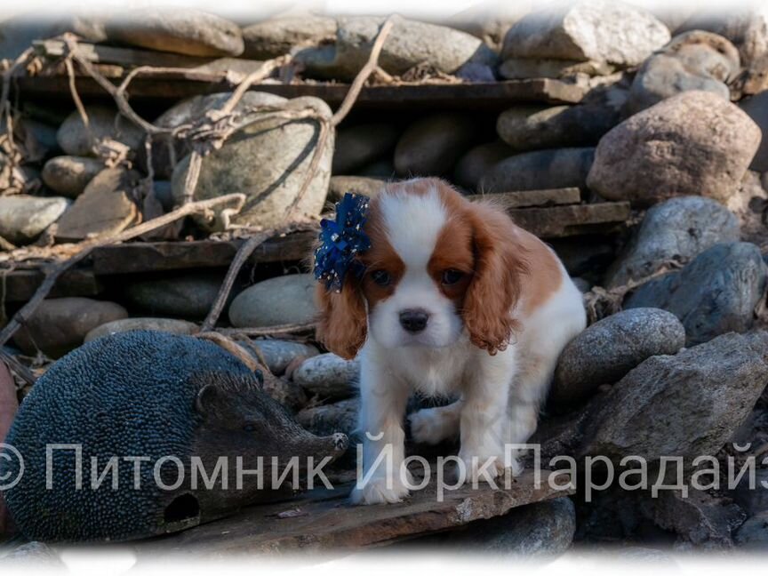 Кавалеры