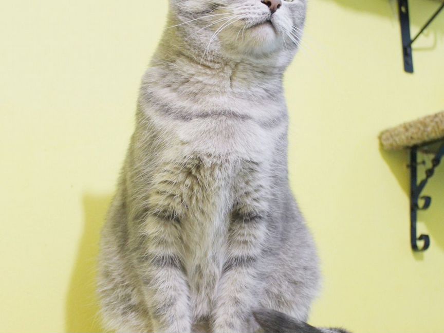 Кошечка