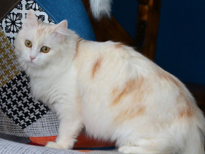 Кошка с эксклюзивным окрасом в дар