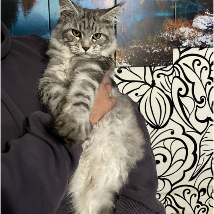 Домашние животные кошки