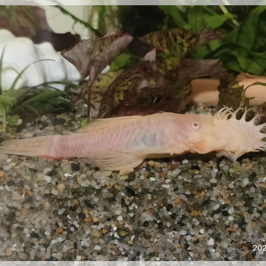 Анциструс взрослая нерестящаяся пара