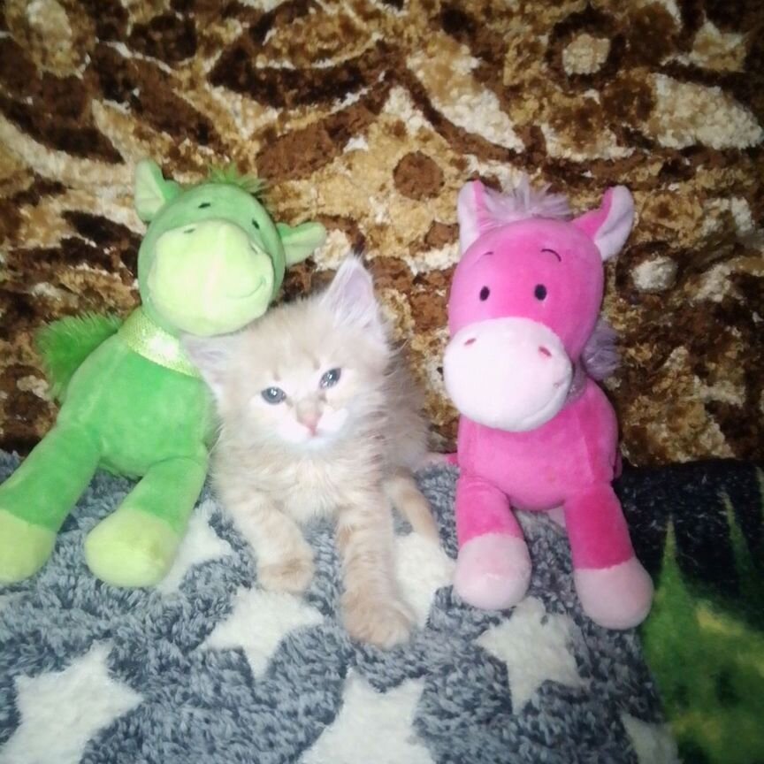 Замечательные котята