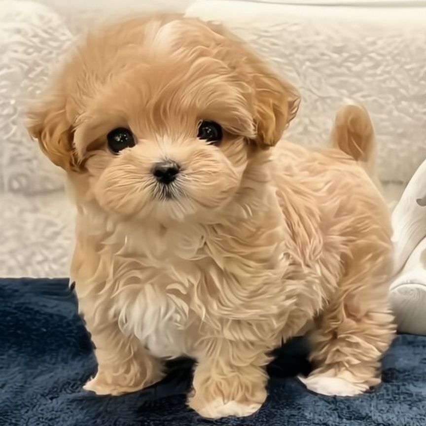 Мальтипу, щенок