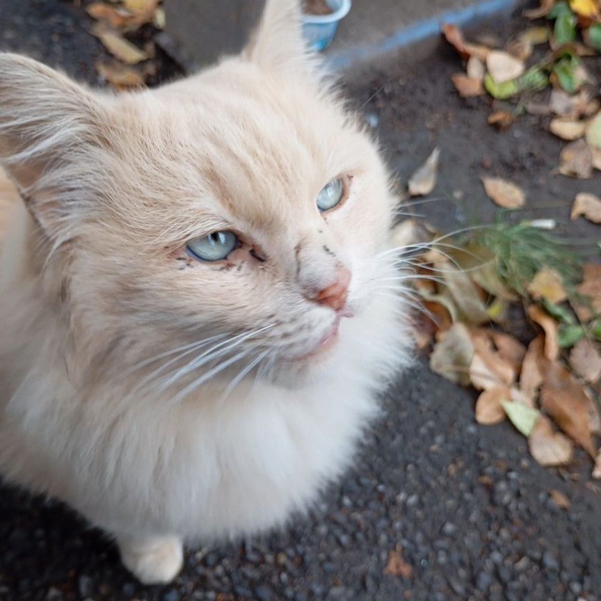 Кошка