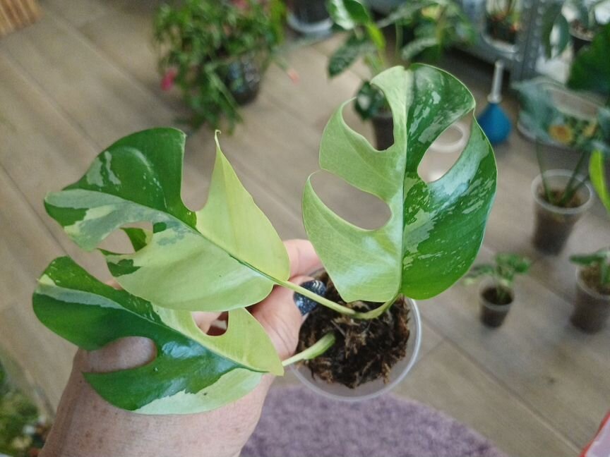 Рафидофора тетрасперма вариегатная