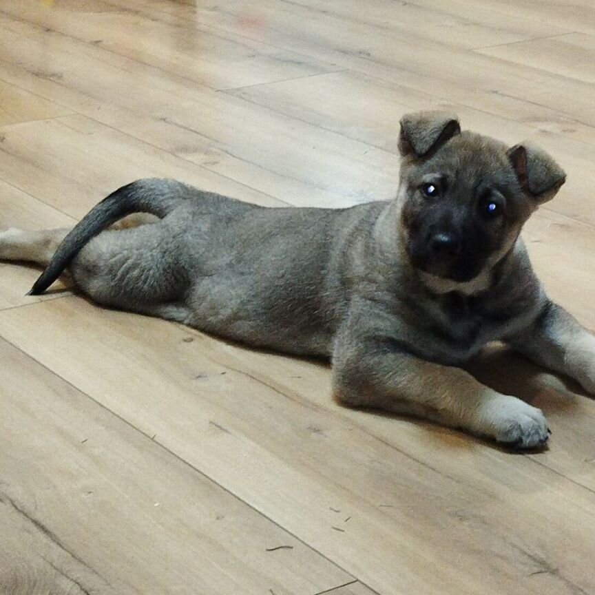 Восточноевропейская овчарка, щенок