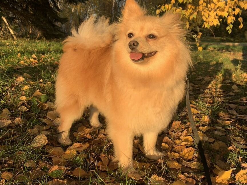 Немецкий шпиц