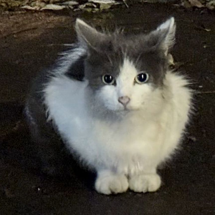 Взрослая кошка в добрые руки